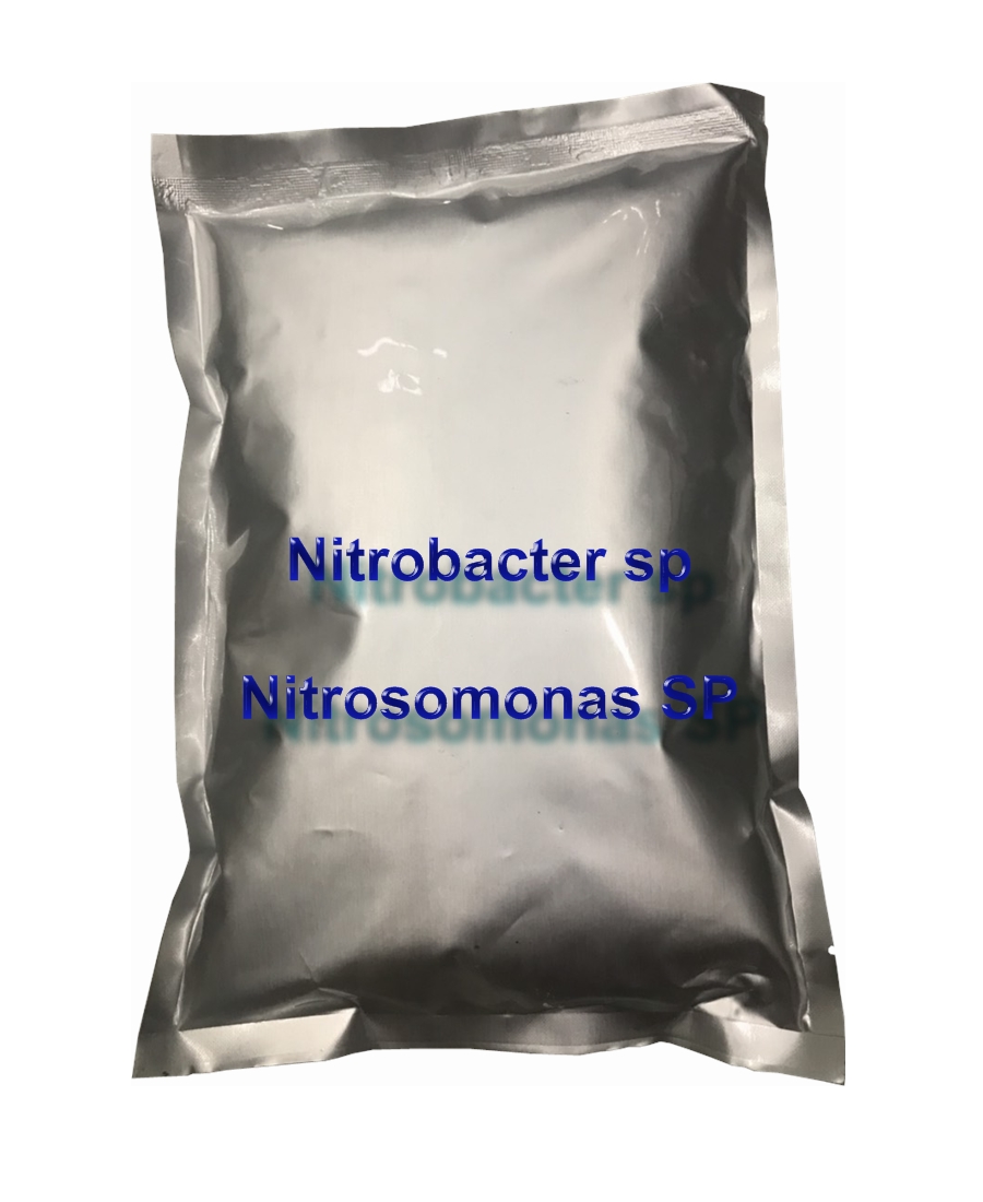 Nitrosomonas sp Nitrobacter sp Giảm khí độc NH4, NH3, NO2 Hấp thụ nhanh ...